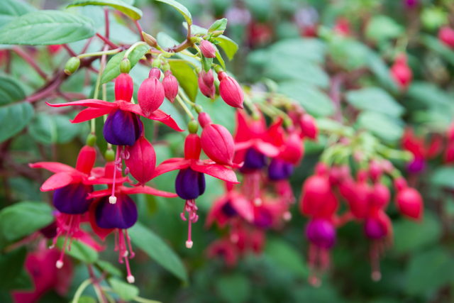 Fuchsia (Trailing) Care Guide | The Growers